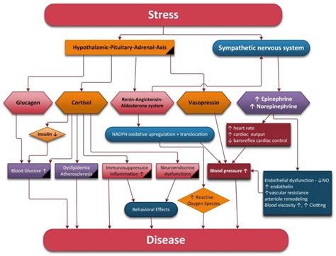Hypothalamus Autonomic Control By