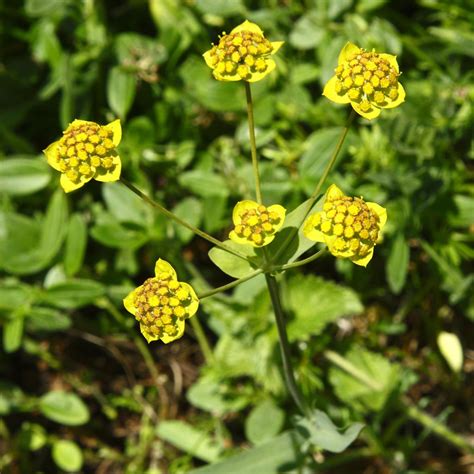 Bupleurum Ranunculoïdes