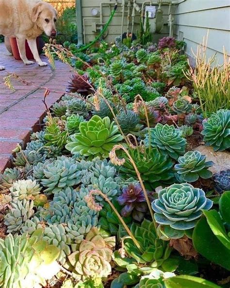 59 Catchy Outdoor Succulent Garden Ideas Digsdigs