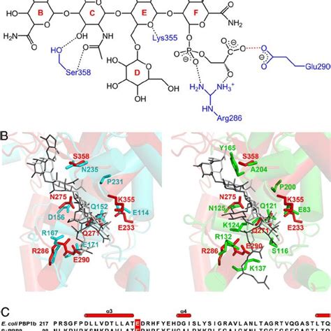 Residues Interacting With Moenomycin And Structure Based Sequence