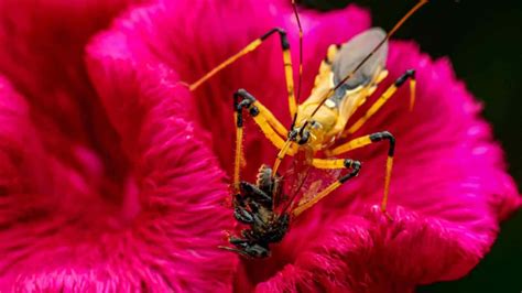 Assassin Bug What Are They And How To Get Rid Of Them