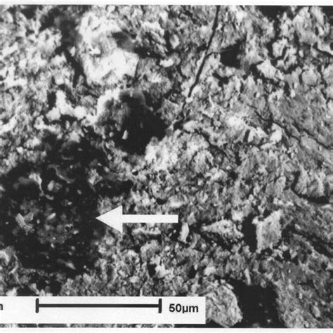 Pdf Uptake Of Phosphorus By Filamentous Bacteria And The Role Of Cation On Polyphosphates