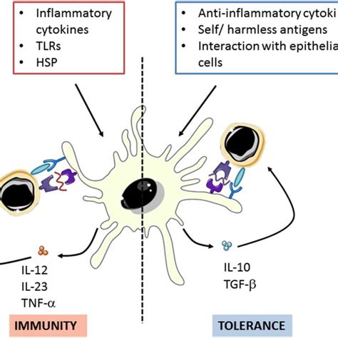 Dendritic Cells Subsets Classification And Their Main Properties