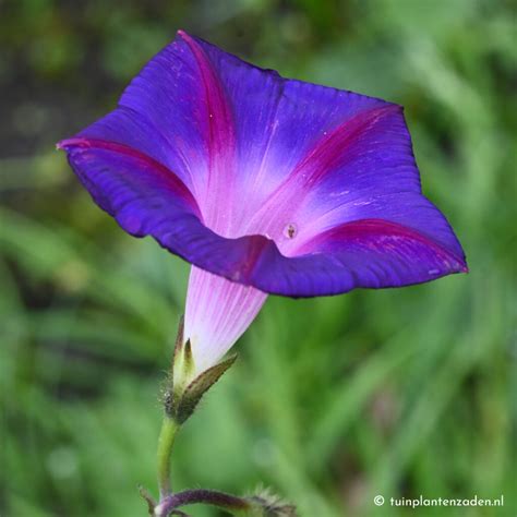 Klimmende Winde Zaden Om Te Zaaien Venema Zaden Webshop