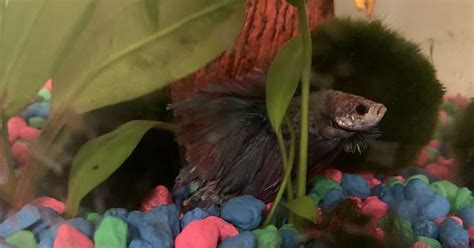 Bloating Betta Gish Album On Imgur