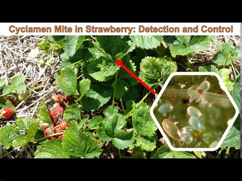 Strawberry Mites In Plants Watch For Mites Before And After Planting