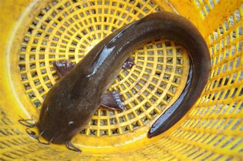 Cá Da Trơn Là Gì Tìm Hiểu đặc điểm Và Những Cách Chế Biến Ngon Nhất