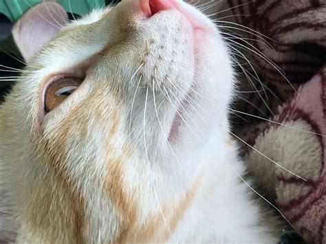 Chikku Hyd Photo Gratuite Sur Pixabay Pixabay