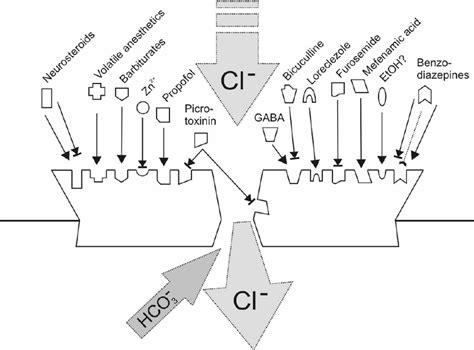 Most Of The Known Gaba A Ergic Drugs And Their Effects On Receptor