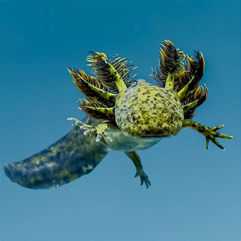 Wild Type Axolotl Axolotls For Sale Axolotl Planet