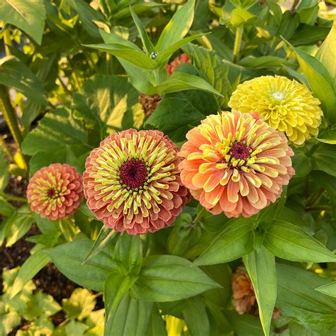 6 Fantásticas Plantas Anuales Que Crecen A Partir De Semillas En El