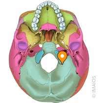 Condylar Fossa E Anatomy Imaios