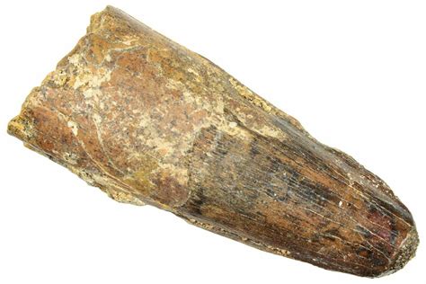 210 Fossil Spinosaurus Tooth Real Dinosaur Tooth 245097 For Sale