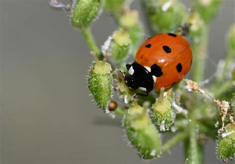 Seven Spot Ladybird Friends Of Heene Cemetery