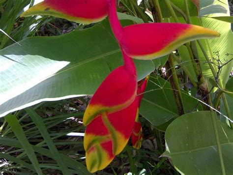 Gingers And Heliconias Roatan Tours And Cruise Shore Excursions Blue