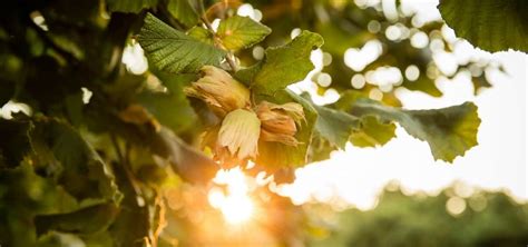 Buy Hazelnut For Business Great Price With Guaranteed Quality Arad