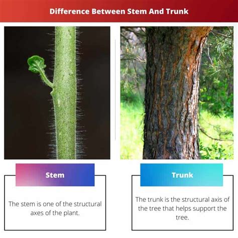Stem Vs Trunk Difference And Comparison