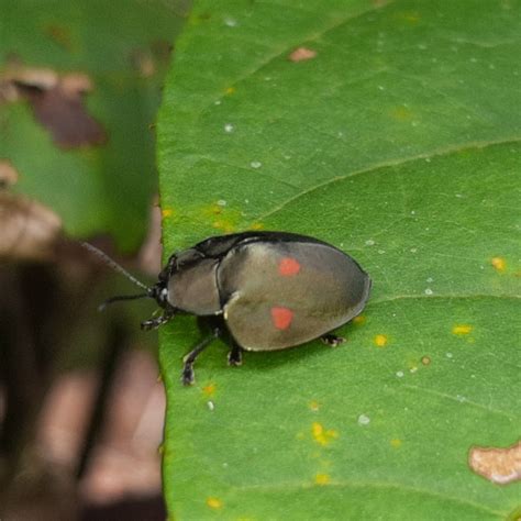 Stolas Lebasii Stolas Lebasii Picture Insect