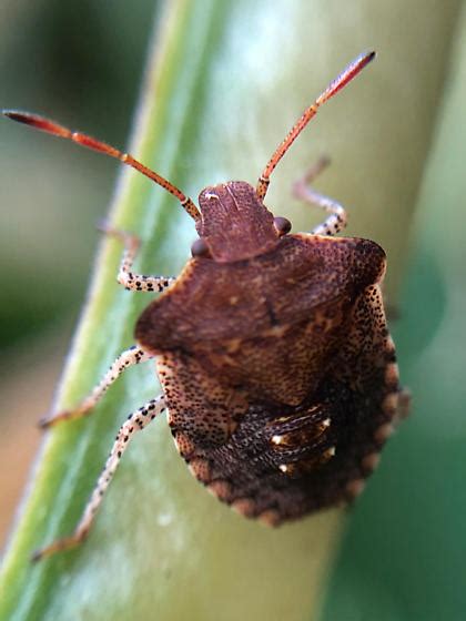 Lil Stinker Bugguidenet