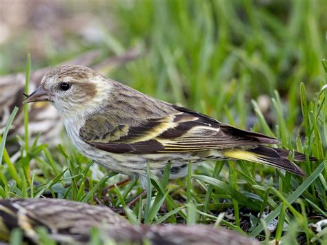 Pine Siskin Ebird