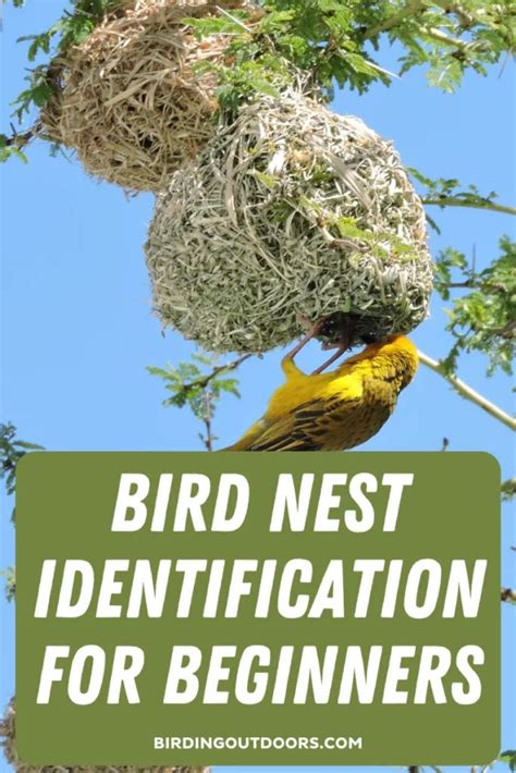 Bird Nest Identification A Helpful Guide For Beginners
