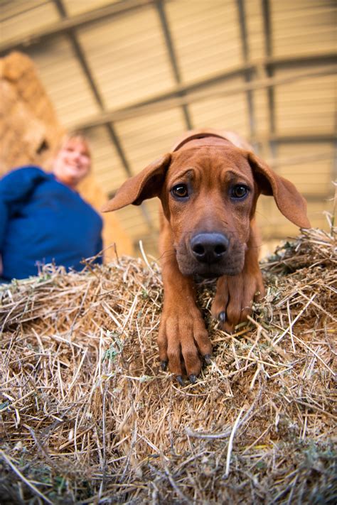 Shady Oaks Rhodesian Ridgebacks