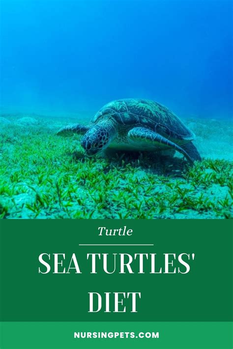 Sea Turtles Exploring Their Diet