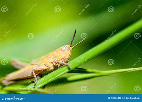 Macro Shot Of Big Brown Grasshopper Stock Image Image Of Close Environment 101363631