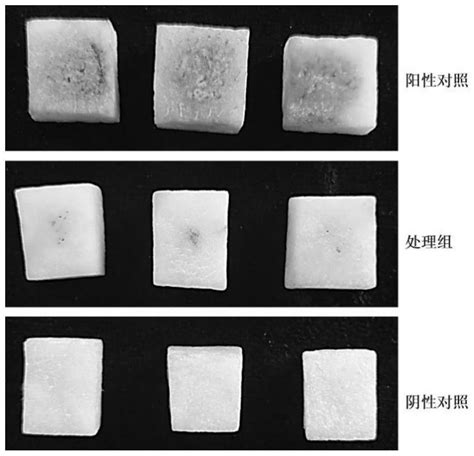 一种拮抗马铃薯疮痂病病菌的真菌及其应用