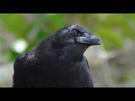 Crow Calling Cawing Sound Effects 10 Hours Youtube