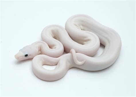 Super Fire Princess Diamond Leucistic C22lf1 Boa Constrictor By Mccabe Acres Reptiles