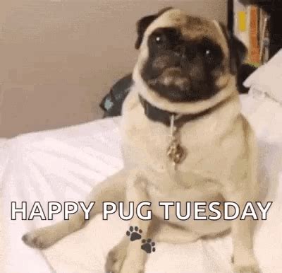 Funny Happy Tuesday S