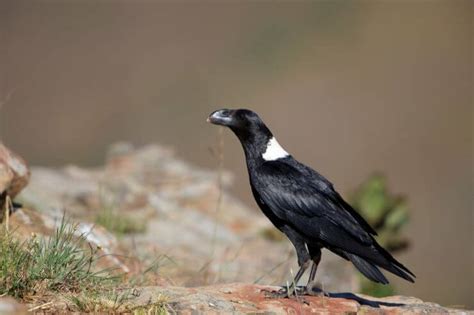 White Necked Raven Corvus Albicollis With Pictures Avibirds