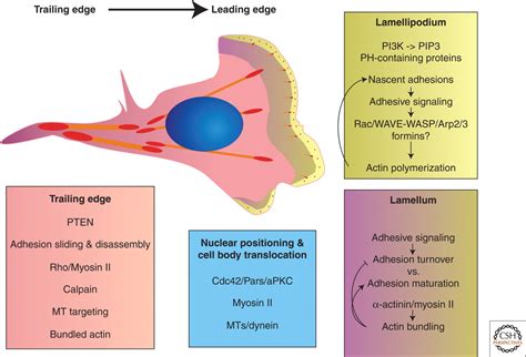 Integrins In Cell Migration