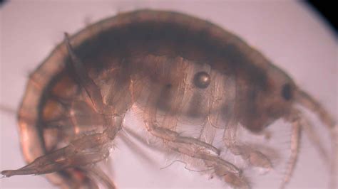 Amphipod — Hudson River Park