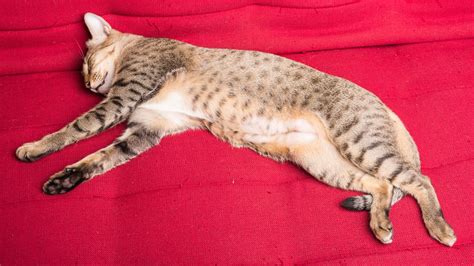 Tabby Vs Tiger Cat Understanding The Differences And Characteristics