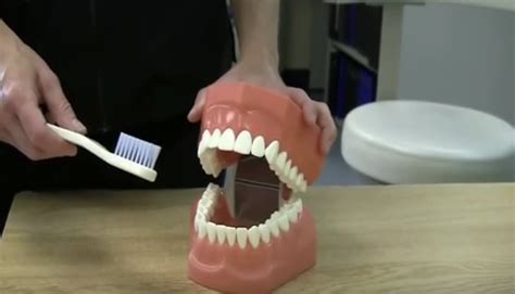 Modified Bass Technique วิธีแปรงฟันอย่างมีประสิทธิภาพ ~ Thai Blogzine