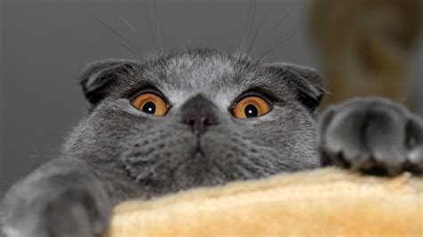 2560x1440 Cat Wallpapers Top Free 2560x1440 Cat Backgrounds