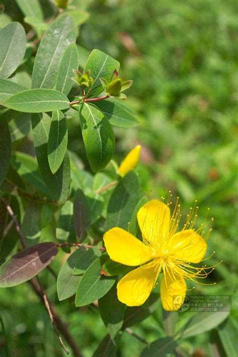 Hypericum Monogynum L 金絲桃 2484615