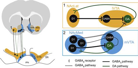 Nucleus Accumbens Subnuclei Regulate Motivated Behavior Via Direct Inhibition And Disinhibition