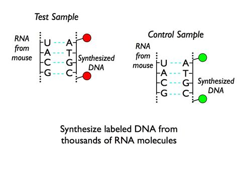 Adaptive Complexity Gene Expression Differences In Males And Females