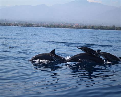 The 10 Best Bali Dolphin And Whale Watching Tours With Prices