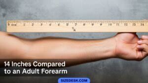 How Big Is 14 Inches 15 Real Life Size Comparisons