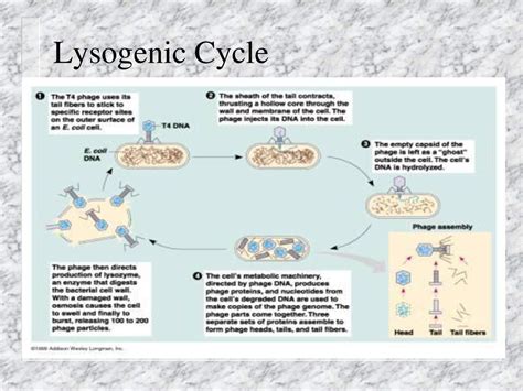 Chapter 18~ Microbial Models The Genetics Of Viruses And Bacteria