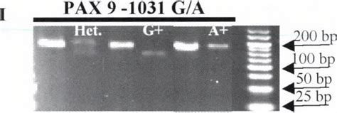 Single Nucleotide Polymorphisms For Eight Different Positions Of Six