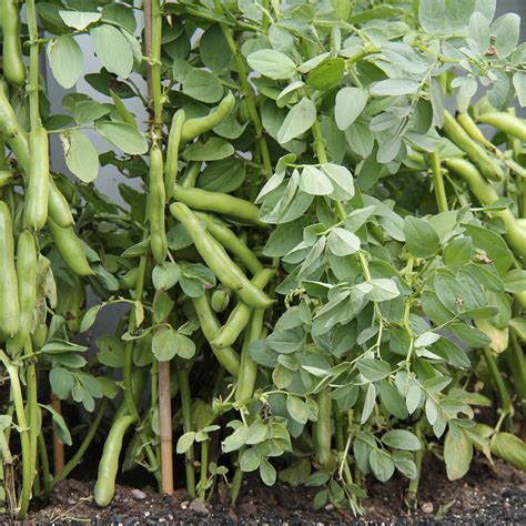 When To Plant Broad Beans The Best Time To Sow And Grow Ideal Home