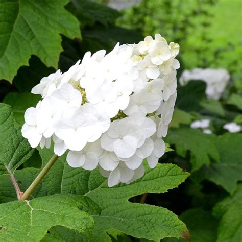 Oakleaf Hydrangea Snow Queen Buy Hydrangea Quercifolia Snow Queen