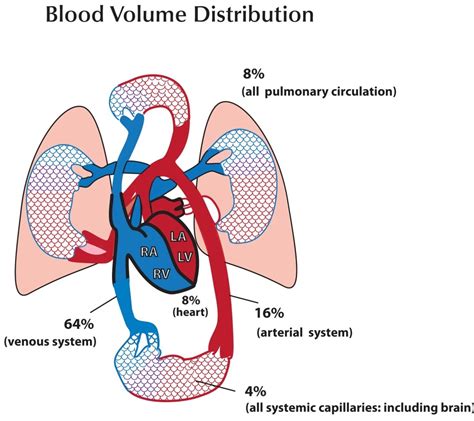 Cardiovascular System Archives Exploring Medicine