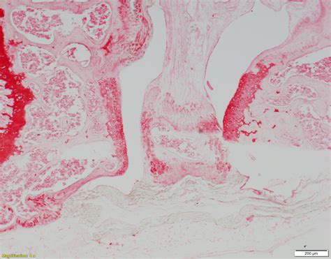 Need Help With Bonej Plugin Usage And Issues Image Sc Forum