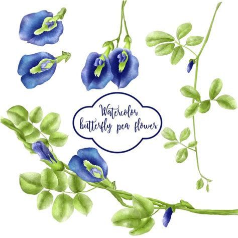 Butterfly Pea Flower Watercolor Over 394 Royalty Free Licensable Stock